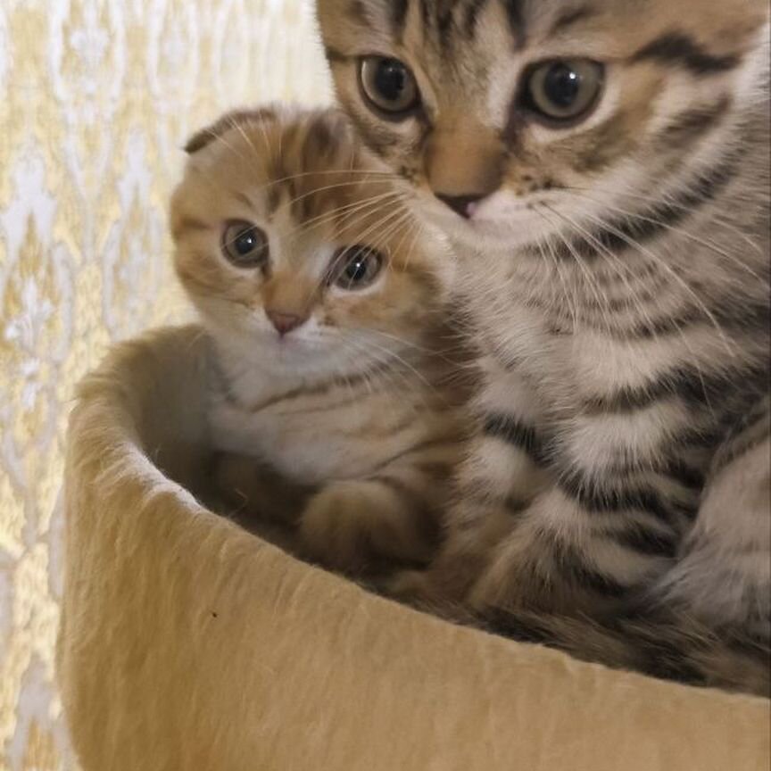 Шотландская