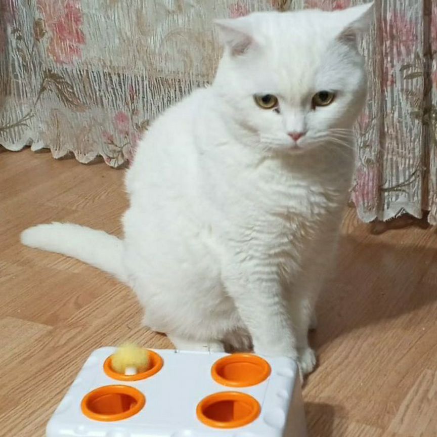 Взрослая, кошка в добрые руки