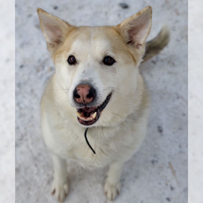 Лайка, взрослый пёс