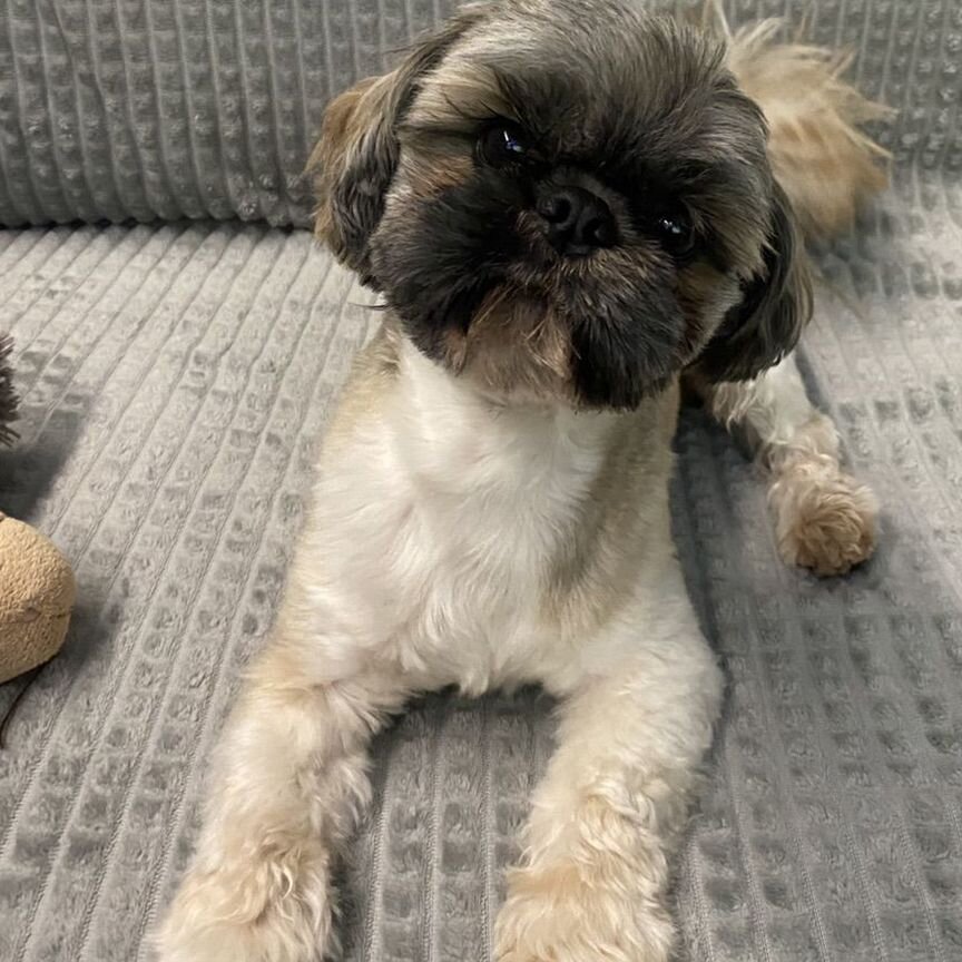 Ши-тцу, вязка