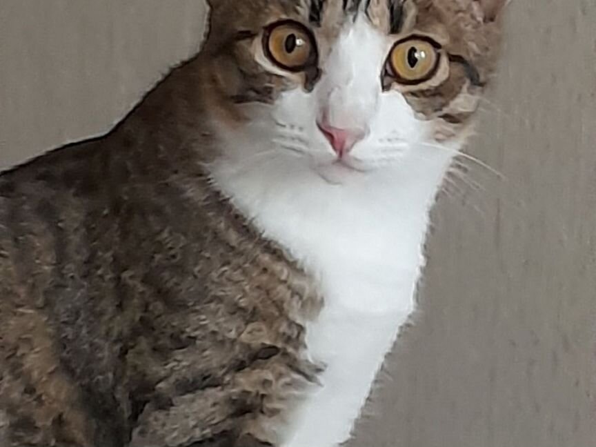Молодой котик ищет семью