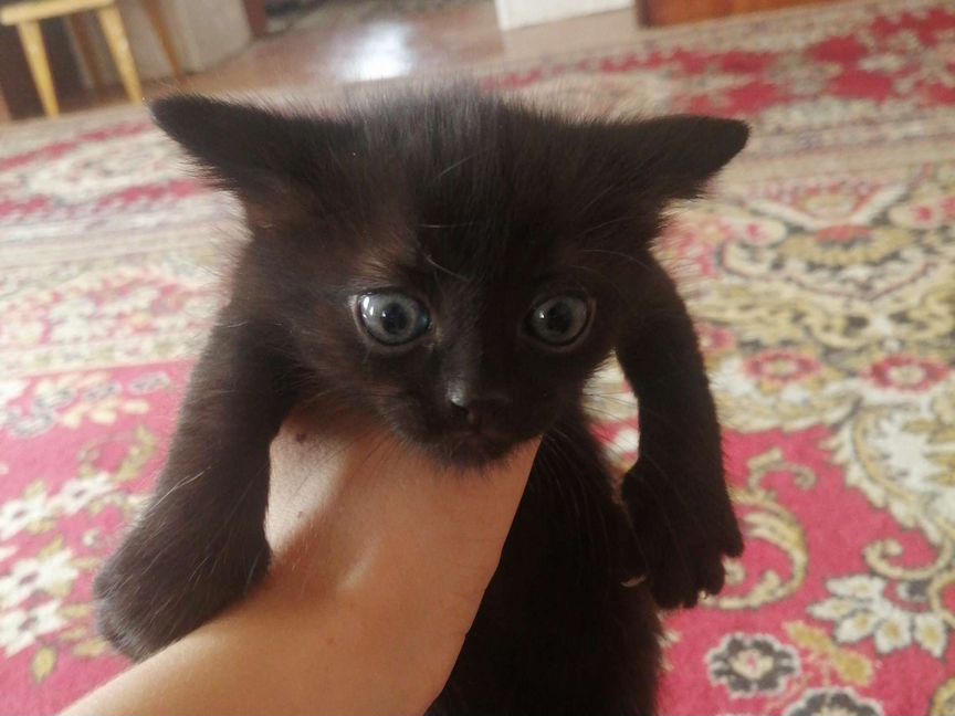 Вислоухие котята и ещё 1 простой в добрве руки