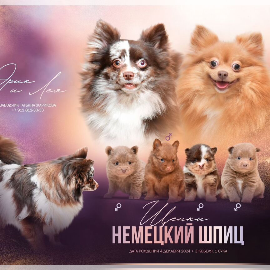 Щенки шпица
