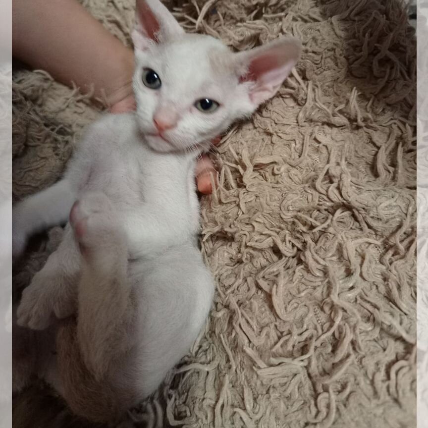Котятки сфинкс браш