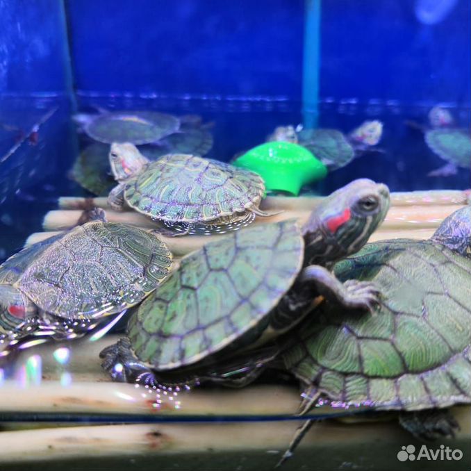 Черепаха Красноухая (Trachemys Scripta)