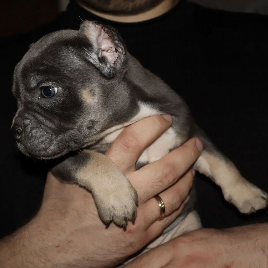 Американский булли, щенок