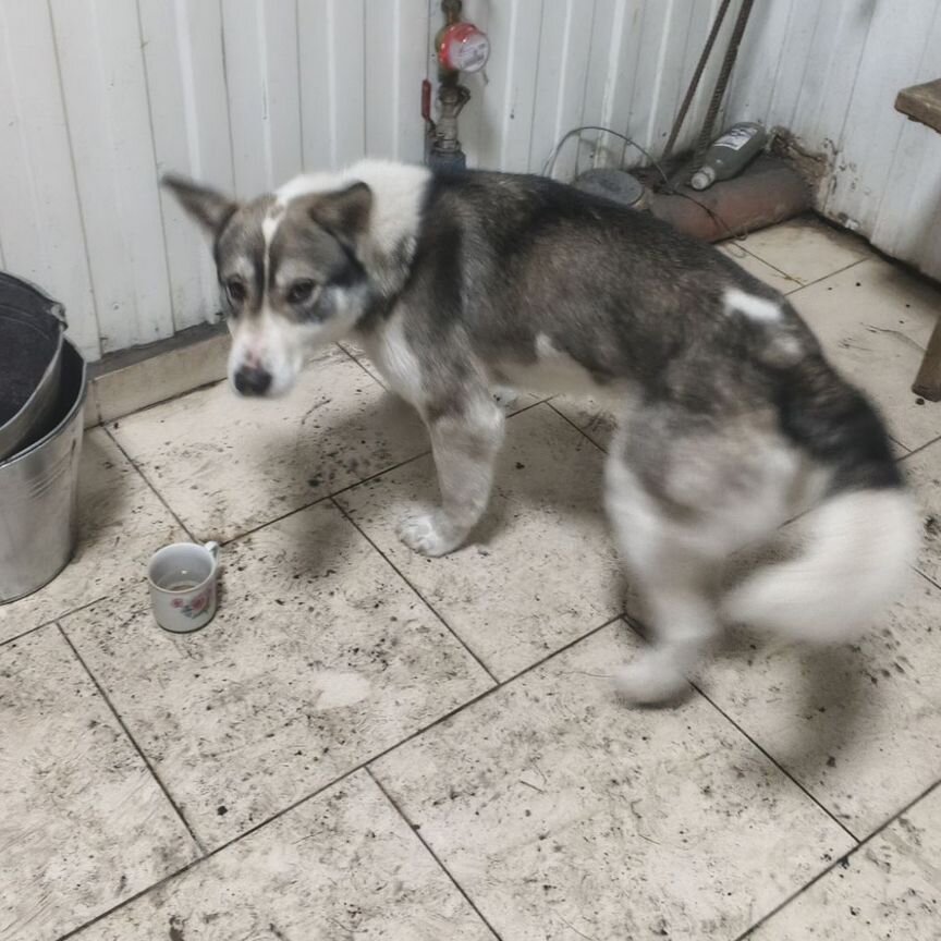 Лайка, взрослый пёс