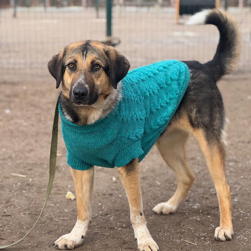 Собака в добрые руки