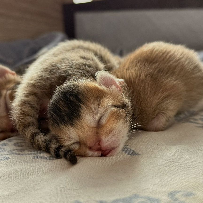 Котята