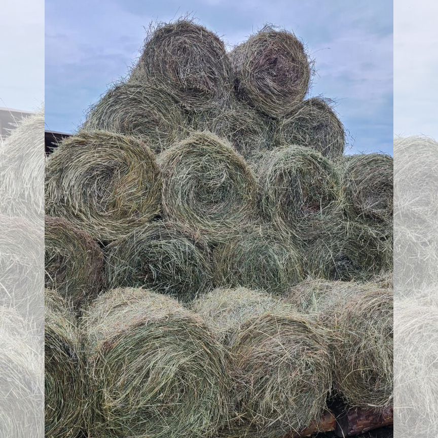 Продам сено в рулонах
