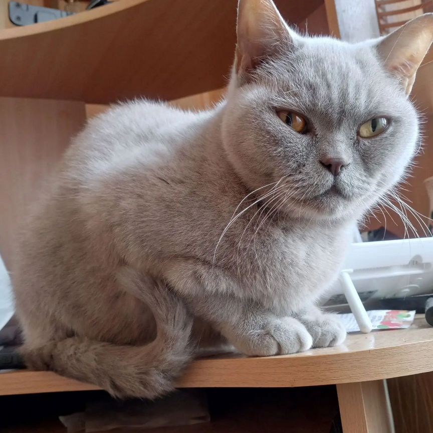 Британская короткошёрстная, взрослая кошка