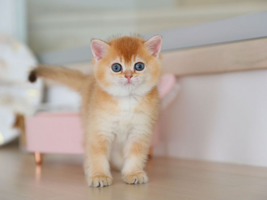 Британская кошка
