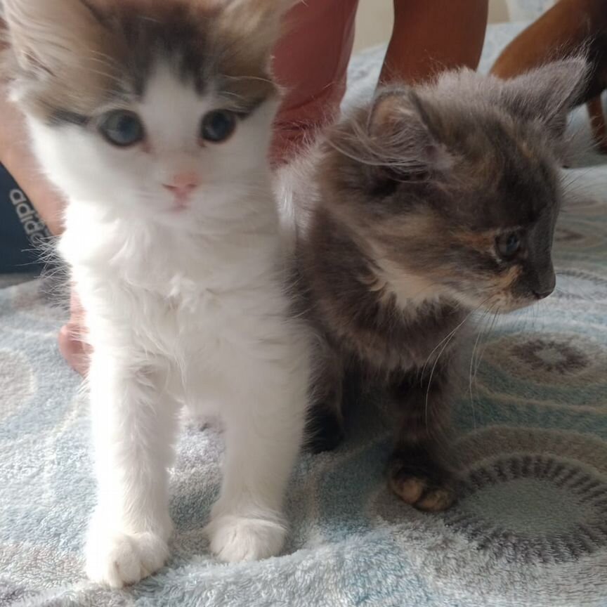 Котята в добрые руки бесплатно