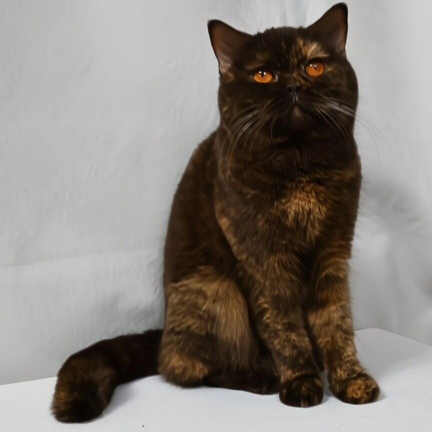 Британская короткошёрстная, взрослая кошка