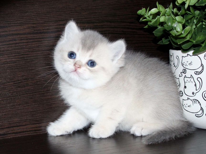 Британская красотка