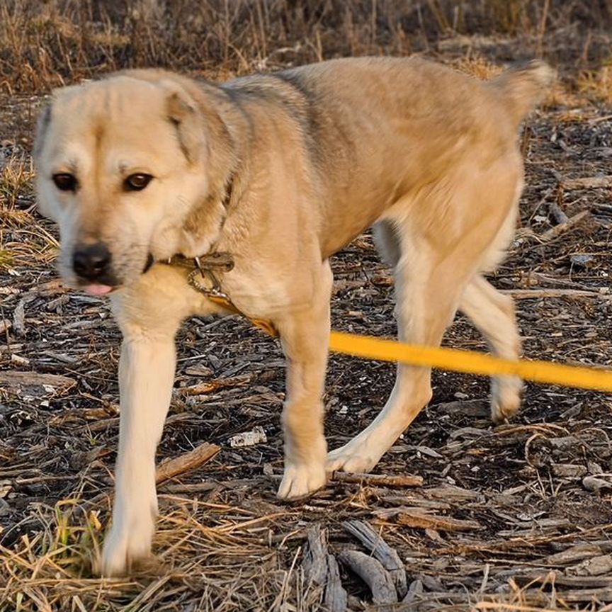 Алабайка в добрые руки