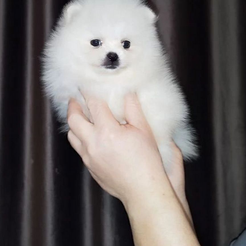 Померанский шпиц, щенок