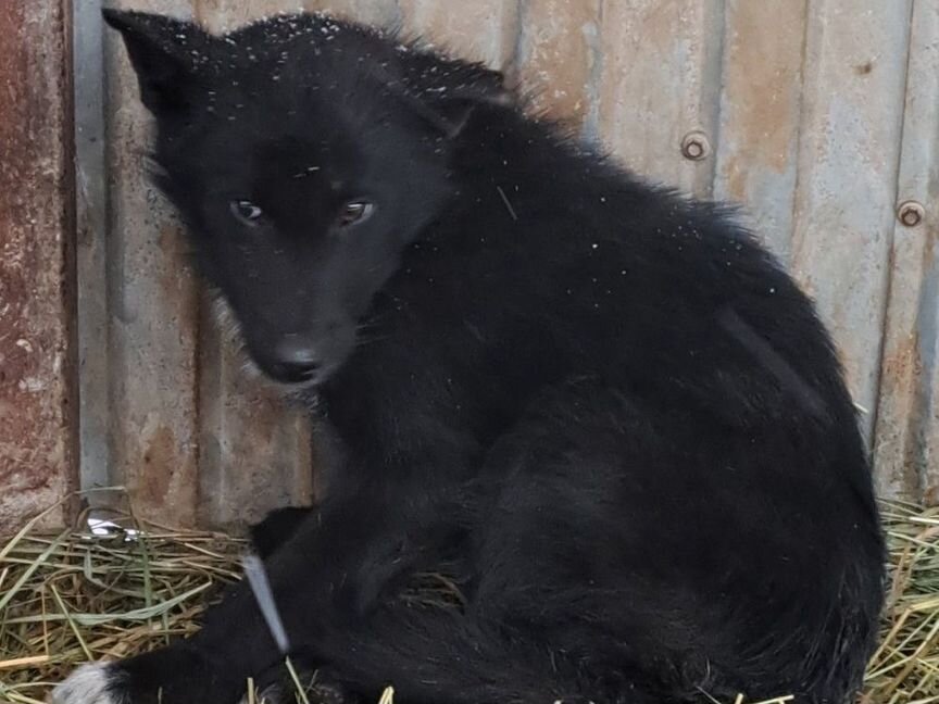 Девочка Ночка в отлове в хорошую семью бесплатно