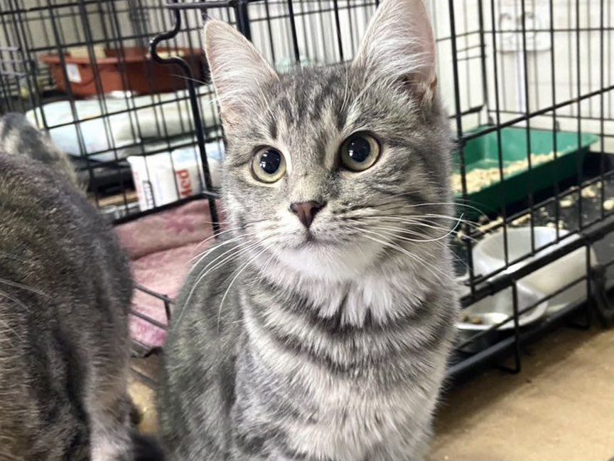 Косой котик в добрые руки