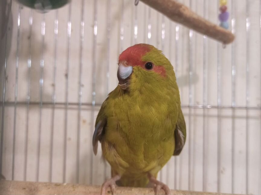 Попугай какарик