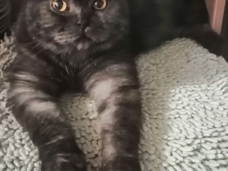 Шотландский вислоухий кот