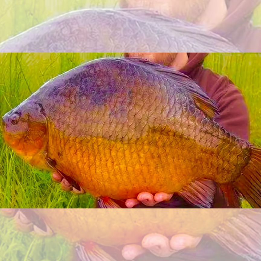 Рыба живая с доставкой до пруда