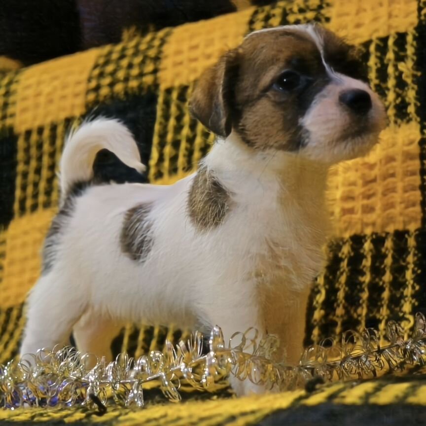 Джек-рассел-терьер, щенок