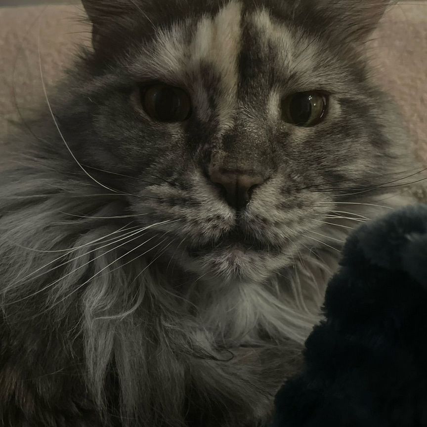 Кошка мейкун отдам
