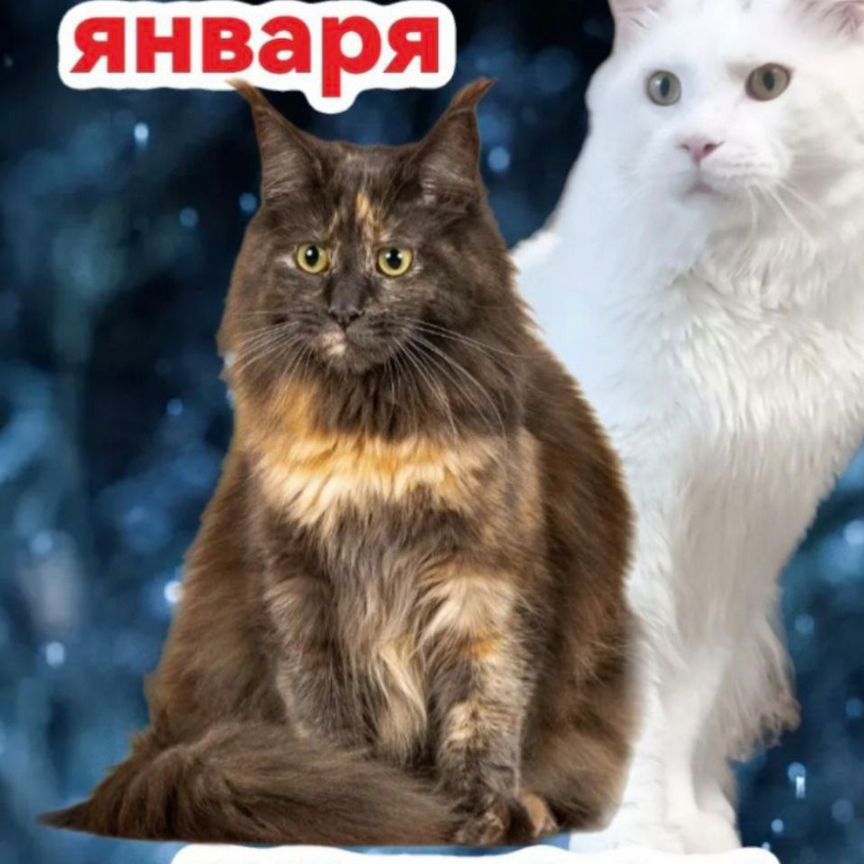 Мейн-кун котёнок