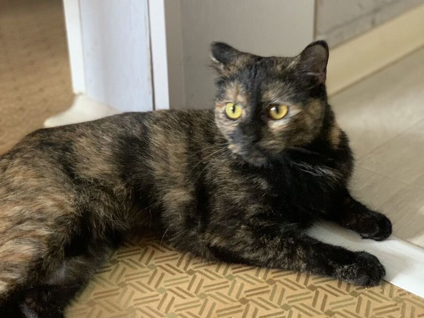 Кошки бесплатно