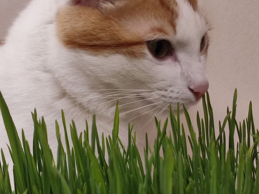 Корм (травка) для кошек, грызунов, собак