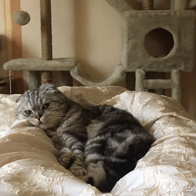 Котик Грей в хорошие руки