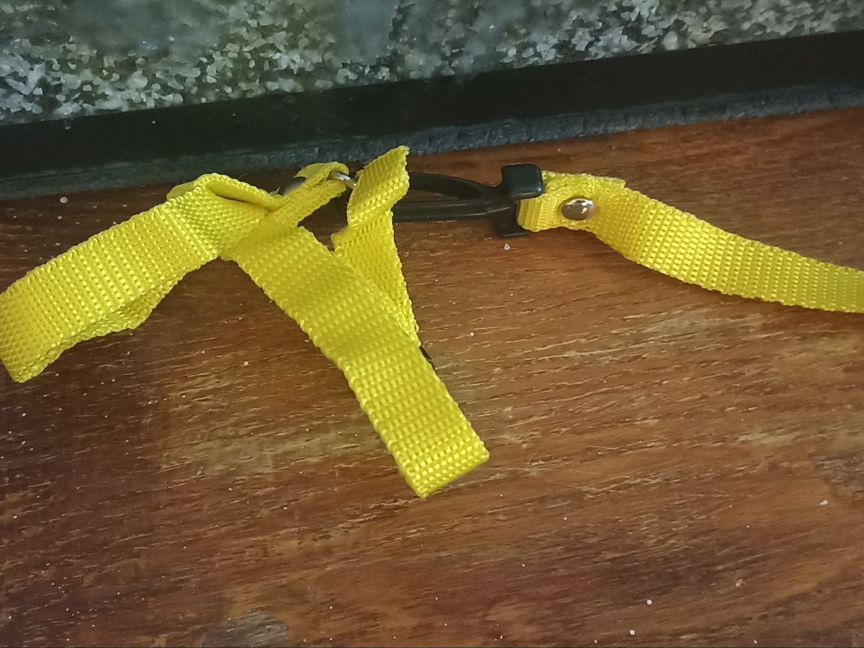 Шлейка для крыс и харьков