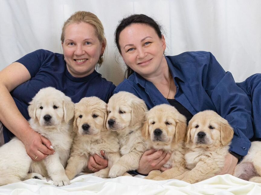 Золотистый ретривер. Щенки