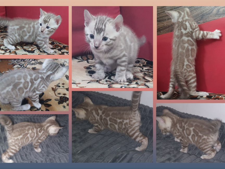 Бенгальские котята с документами