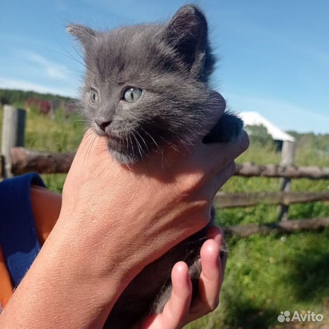 Британский котик бесплатно