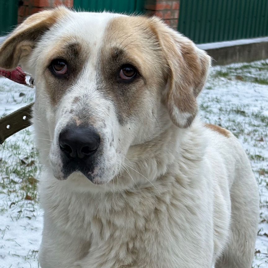 Среднеазиатская овчарка, взрослая собака