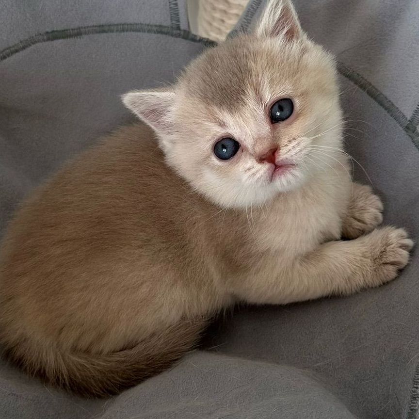 Шотландский прямоухий короткошёрстный котёнок