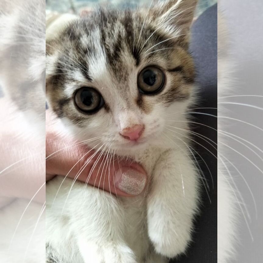 Бездомные котятки в добрые руки