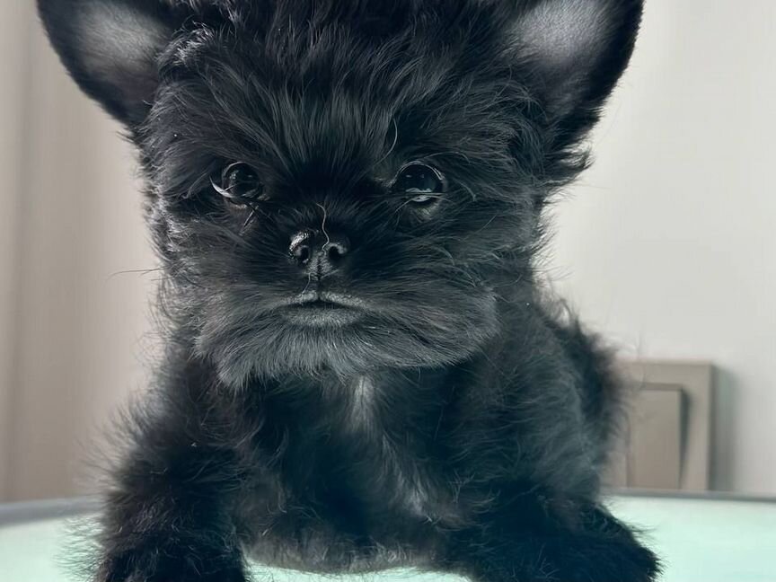 Щенок аффенпинчера