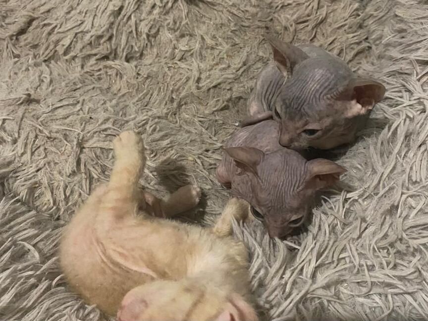 Котята сфинкс