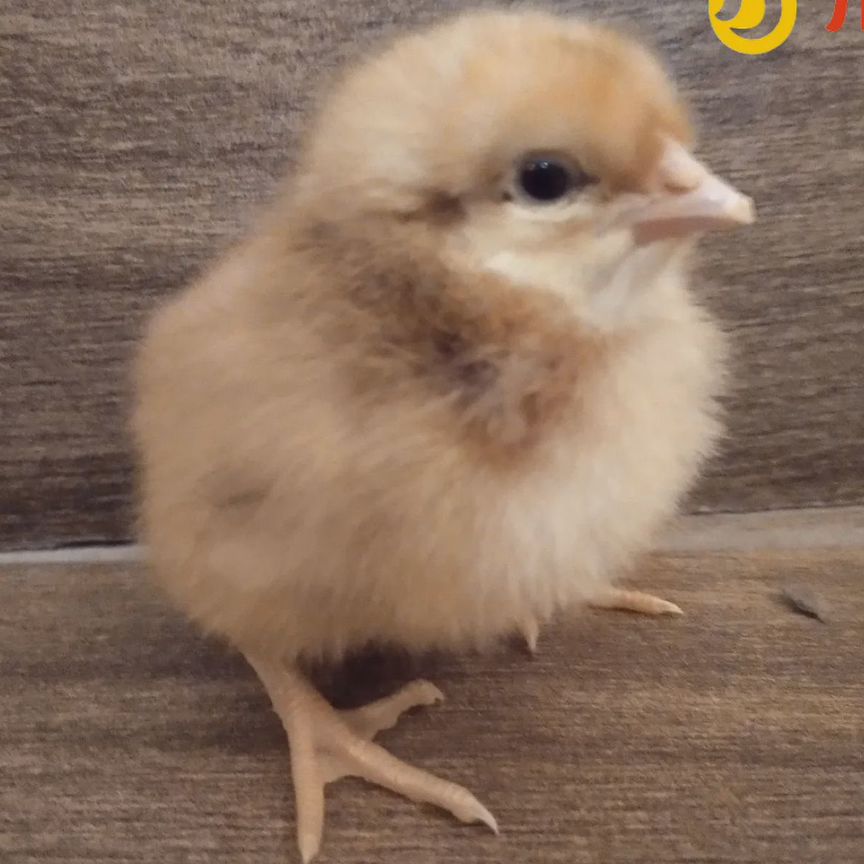 Цыплята Редбро вывод 30 марта