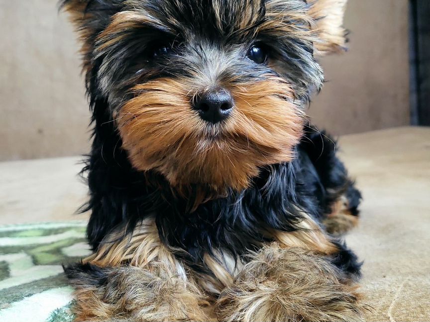 Йоркширский терьер девочка