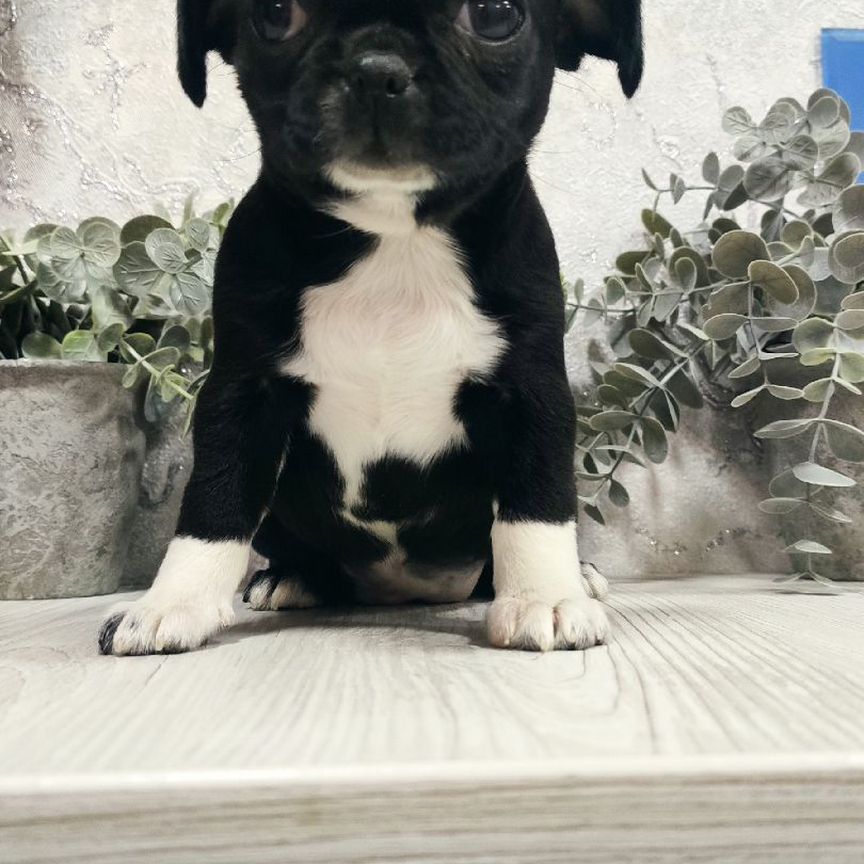 Чихуахуа, щенок