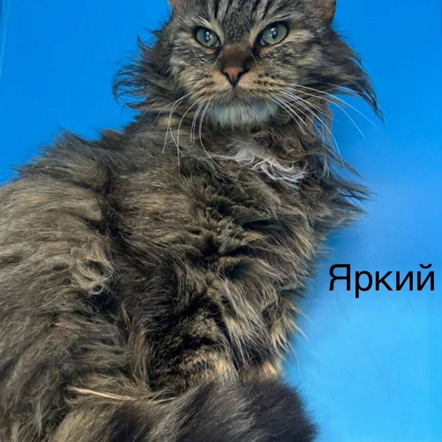 Срочники, экстренный поиск дома или куратора