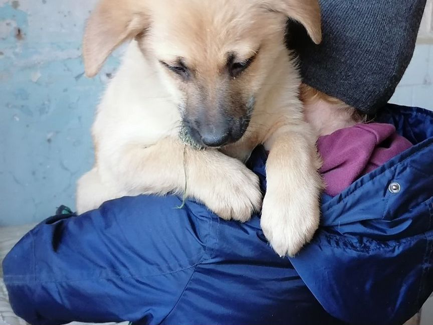 Щенок-девочка