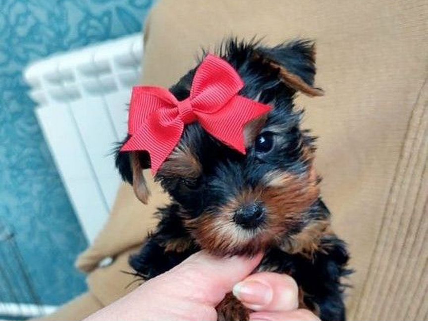 Прелестные щеночки