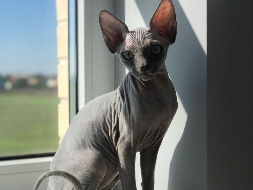 Донской сфинкс