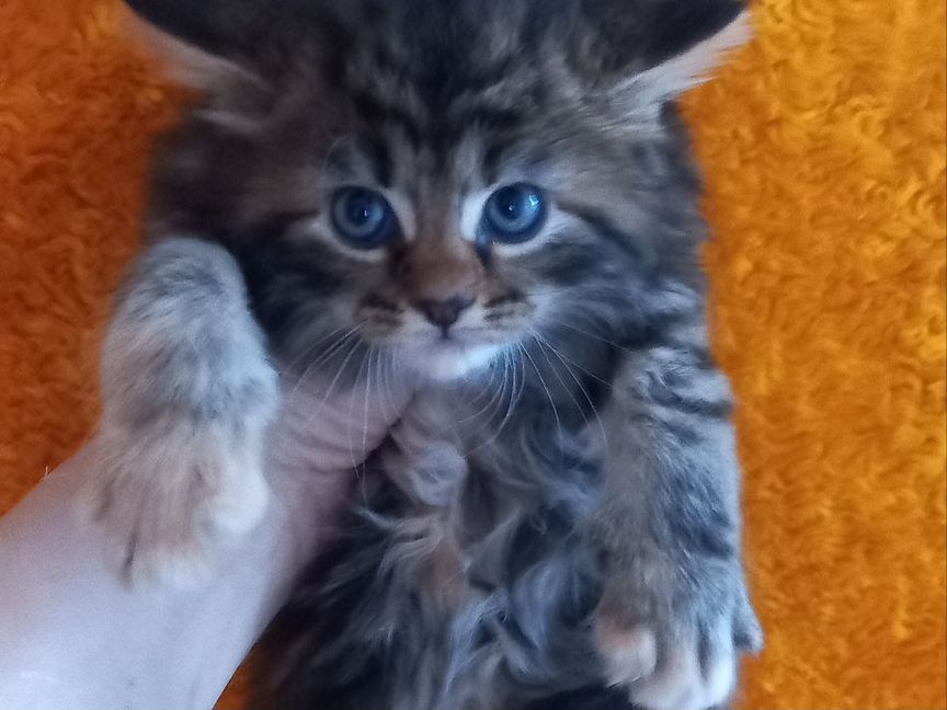 Сибирские пушистики