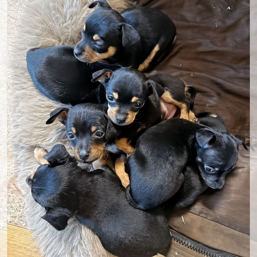 Русский той-терьер, щенок